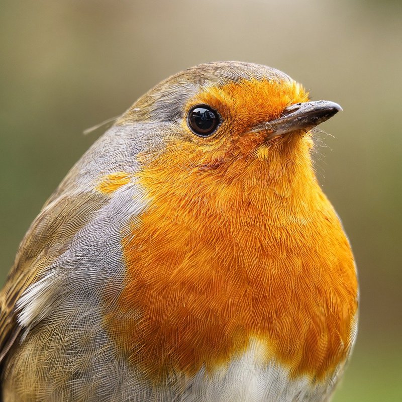 Identify UK Birds with Ease: Top Apps and Tips - Watch and Gather