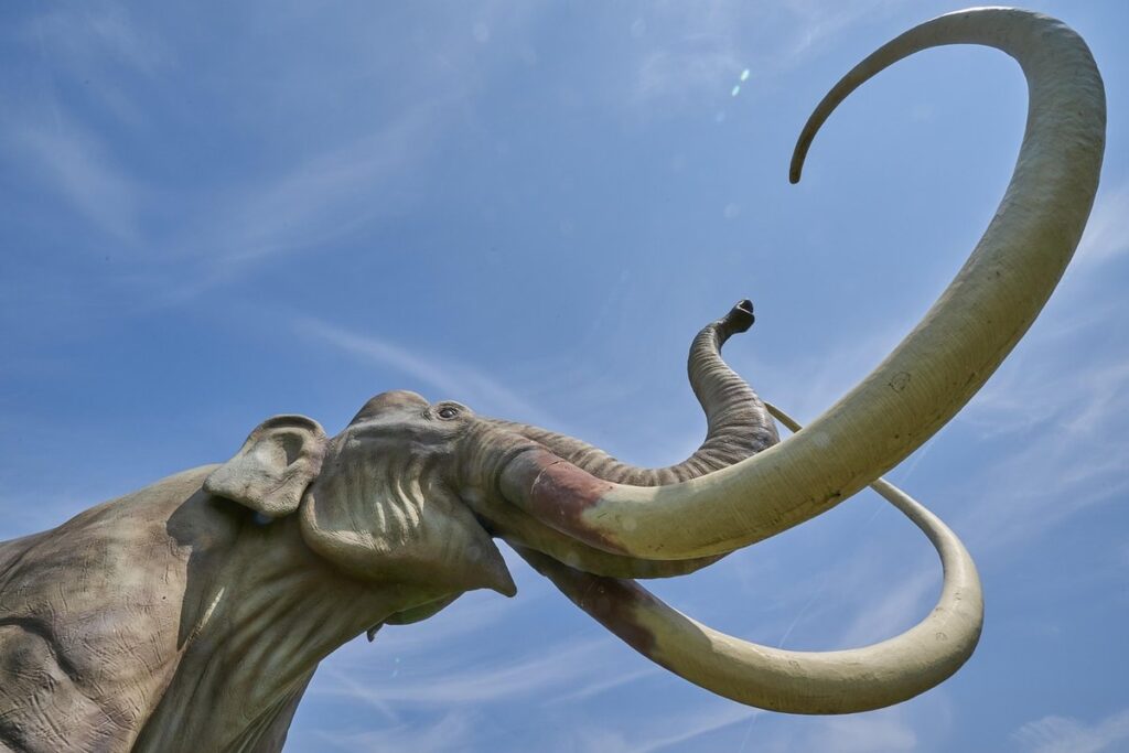 Identify Fossilized Tusks: A Comprehensive Guide - Watch and Gather