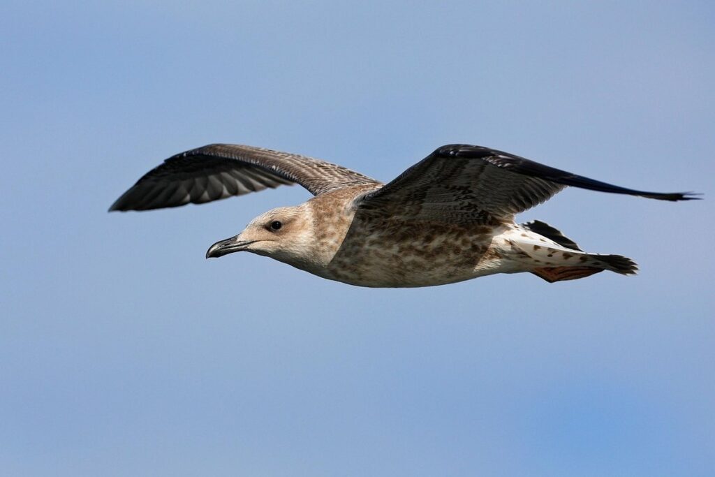 Identify Juvenile Birds with Ease: A Comprehensive Guide - Watch and Gather