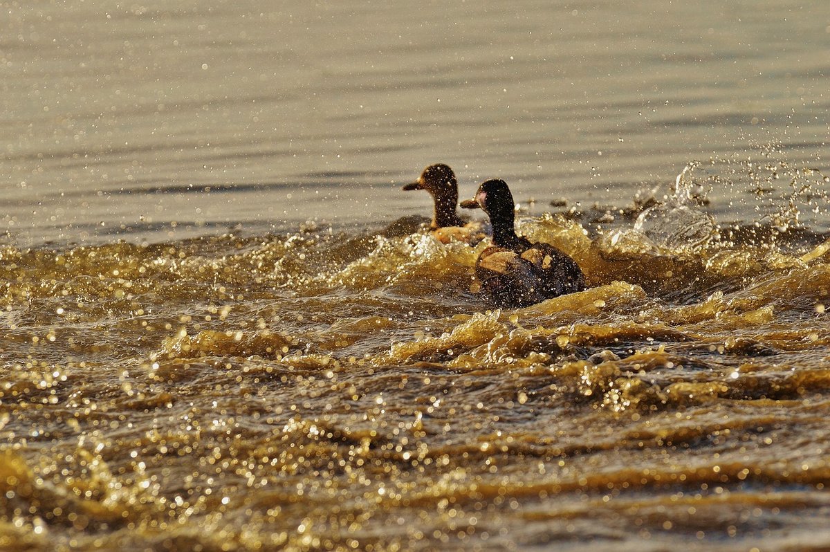 Wildlife Tracking Basics Guide for Conservation Efforts - Watch and Gather