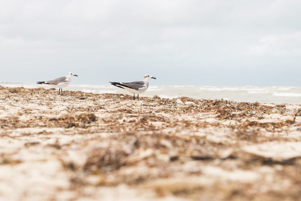 Shore Bird Identification Chart: A Visual Guide to Species - Watch and ...